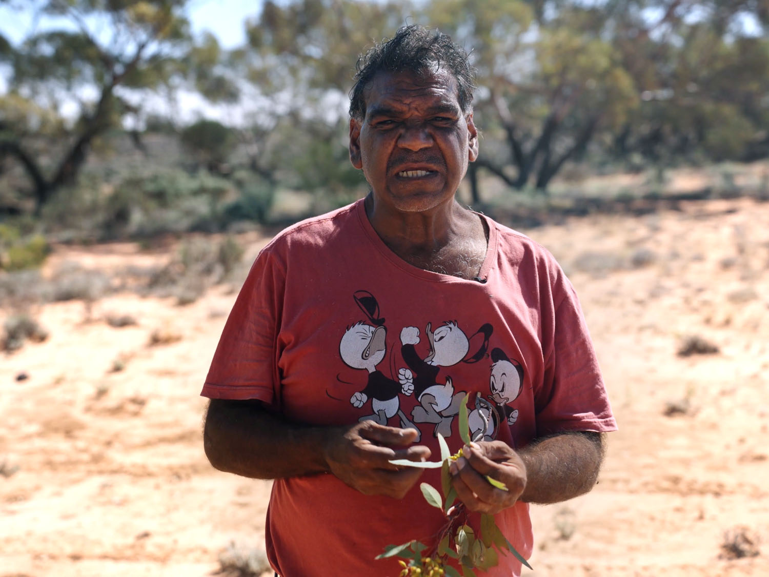 Lake Mungo Mallee Tree - Jajoo Warrngara